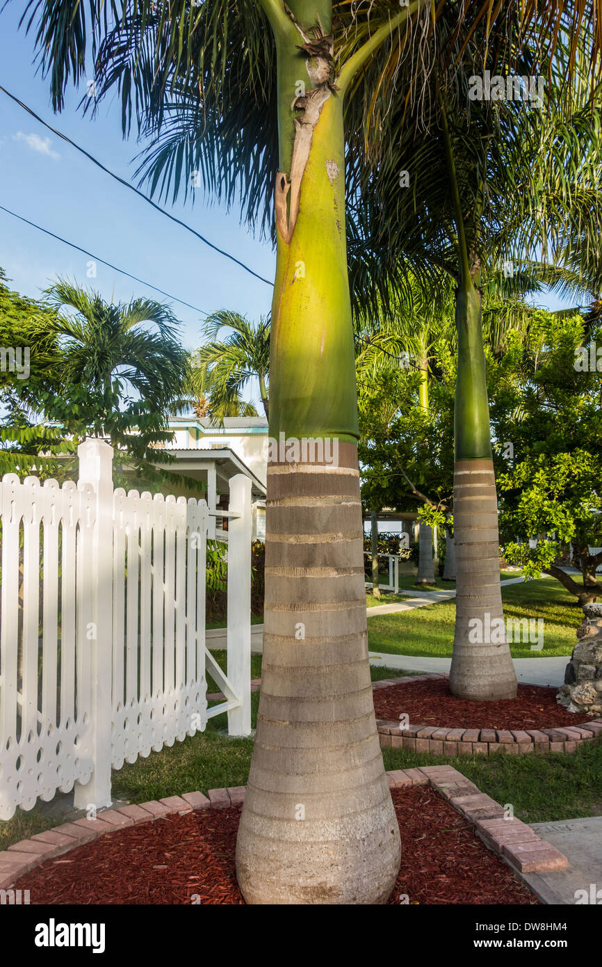 Bottle Palm Tree