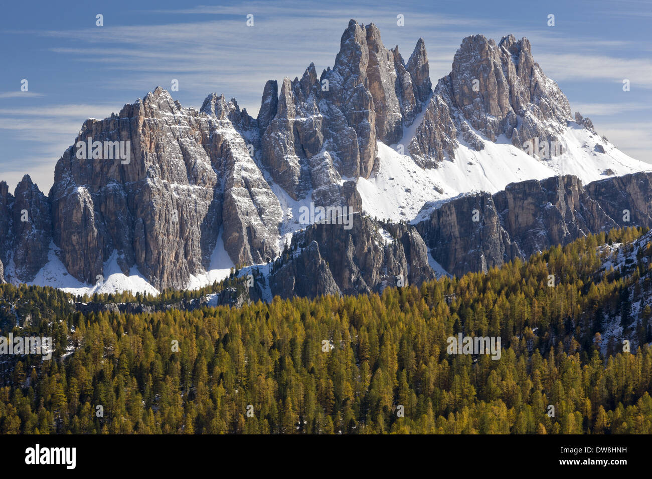 View across European Larch (Larix decidua) forest habitat towards ...