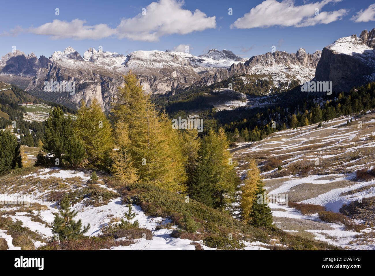 View of across European Larch (Larix decidua) forest towards mountain ...