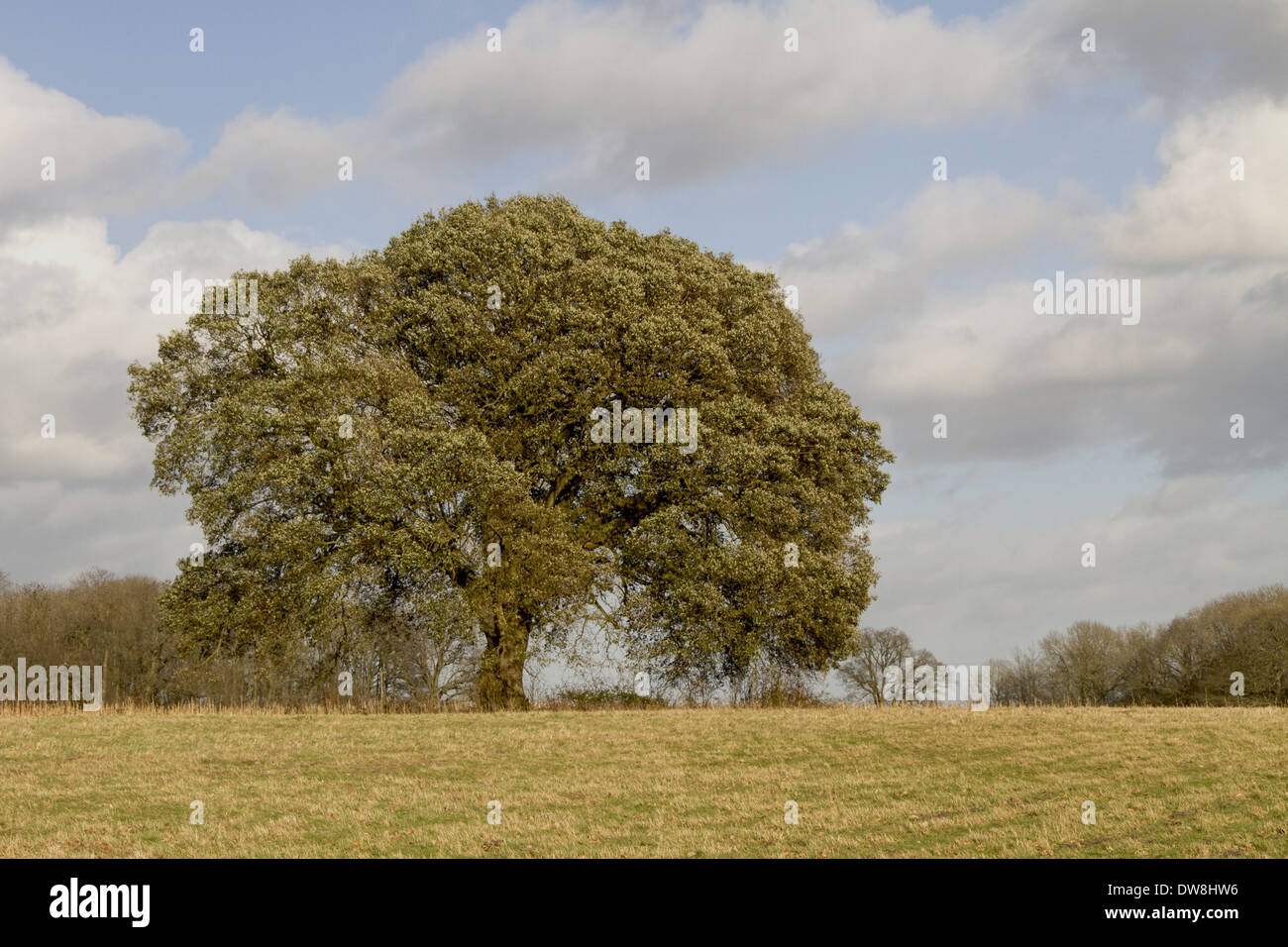 Holm Oak tree in Winter - Quercus ilex Stock Photo - Alamy