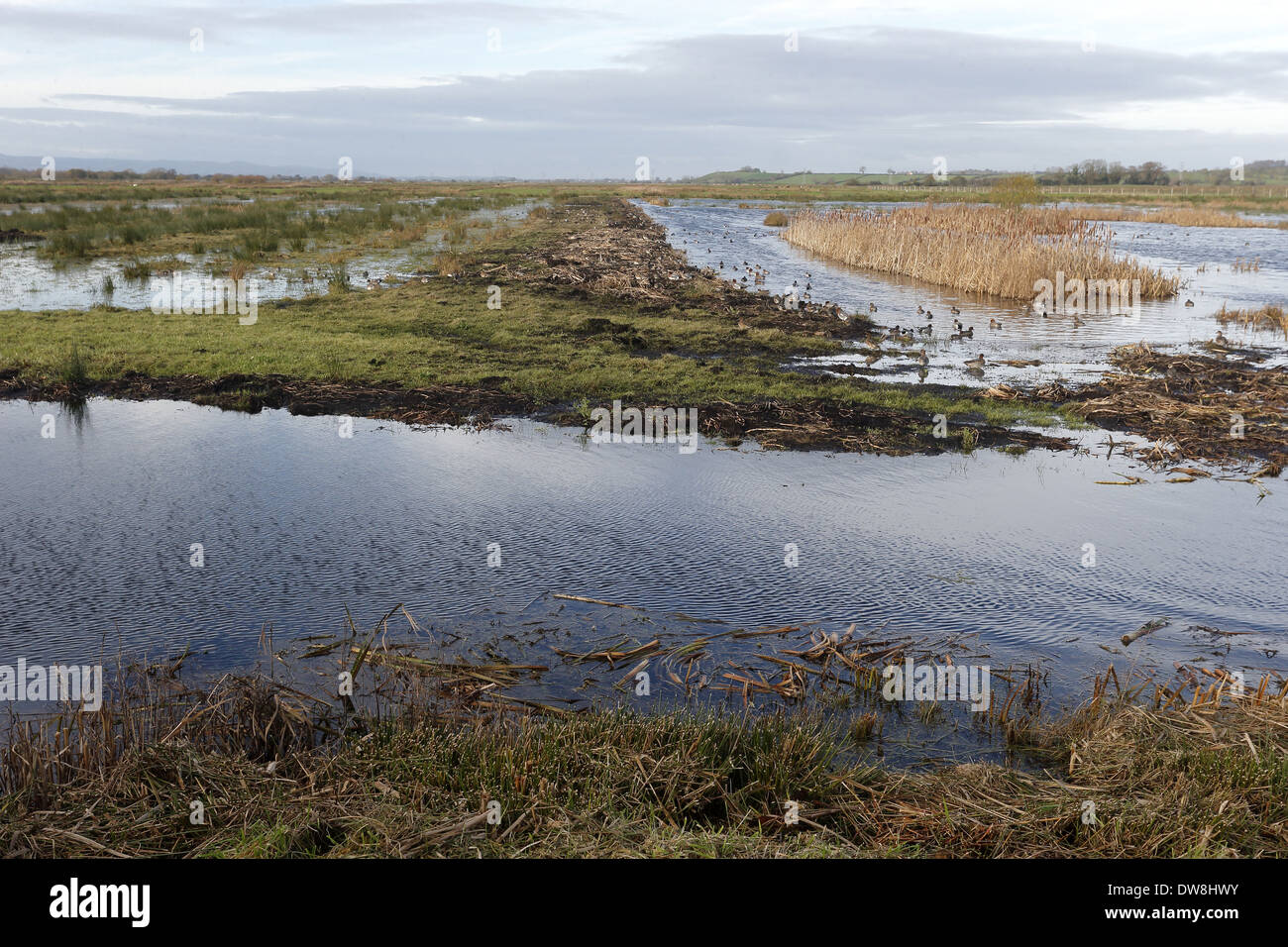 View of flooded floodplain grassland and wetland habitat Greylake RSPB ...