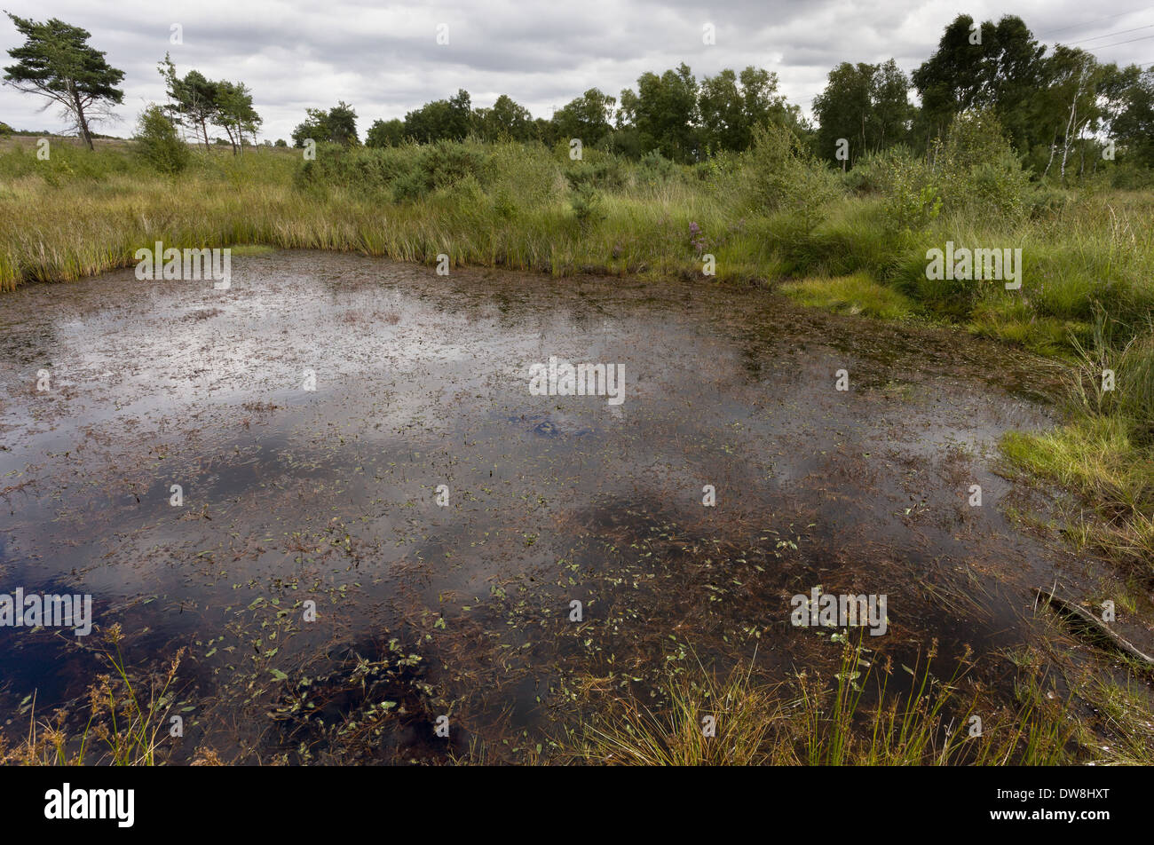 Pond in heathland habitat Chobham Common N.N.R. Surrey England August ...