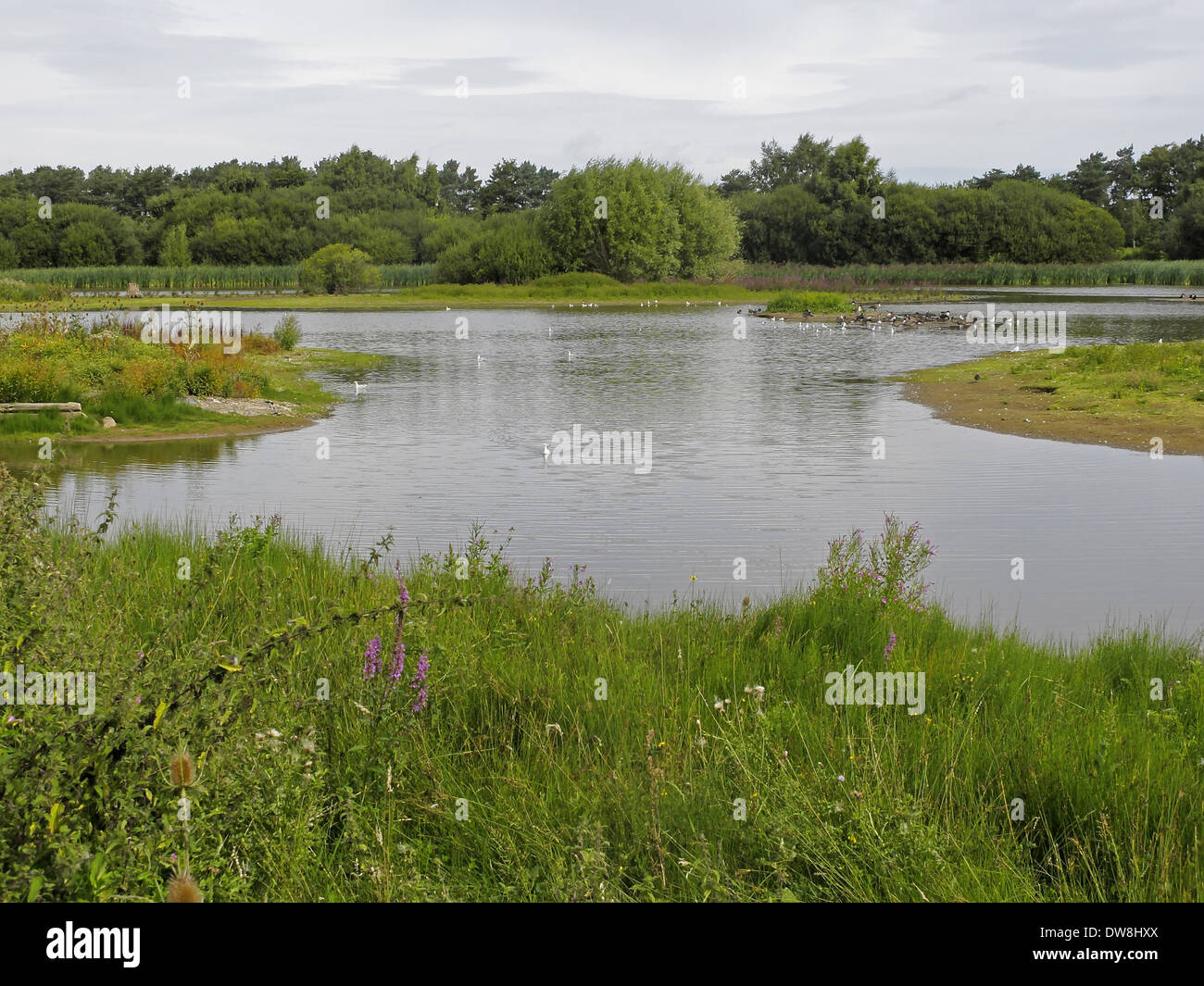 View of freshwater pool habitat Venus Pool Nature Reserve Shropshire ...
