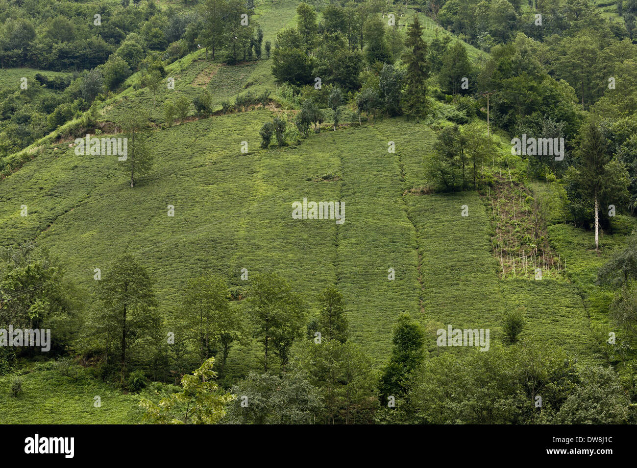 Tea Plantations On Steep Slopes High Resolution Stock Photography and ...