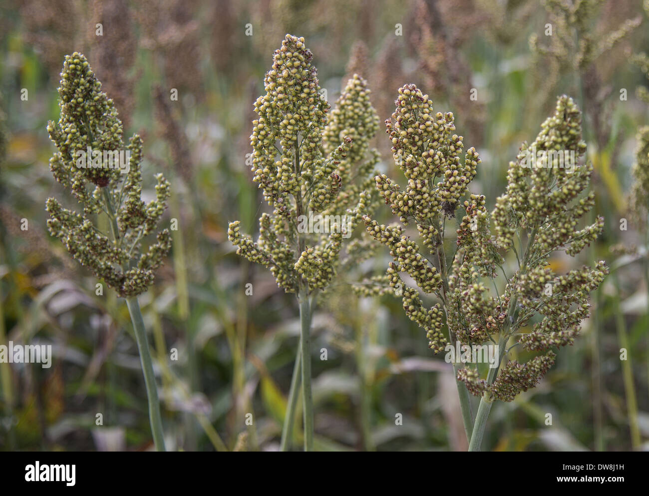 Milo field crops hi-res stock photography and images - Alamy