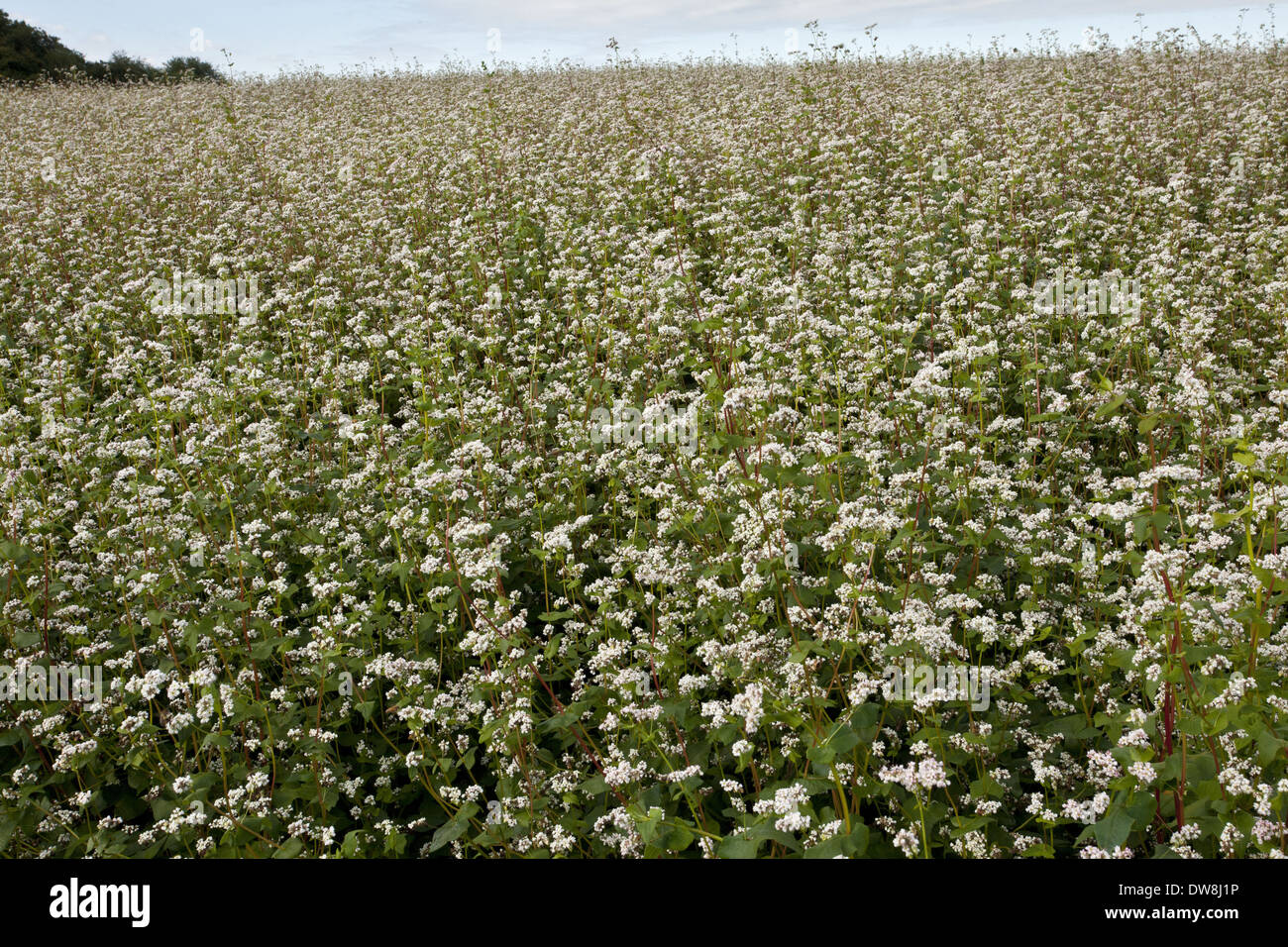 Common Buckwheat (Fagopyrum esculentum) crop flowering in field near ...