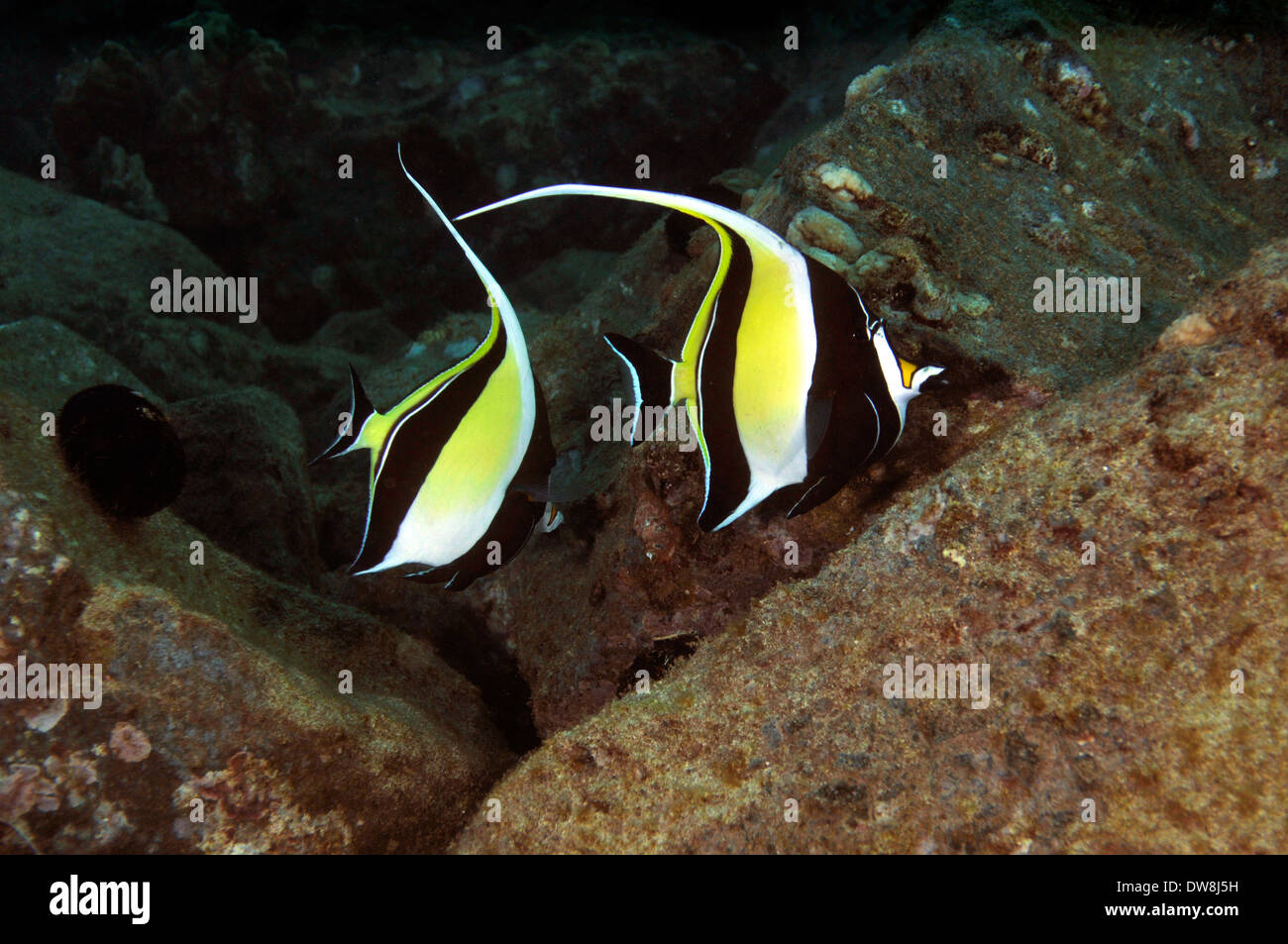 Moorish idol fish hi-res stock photography and images - Alamy