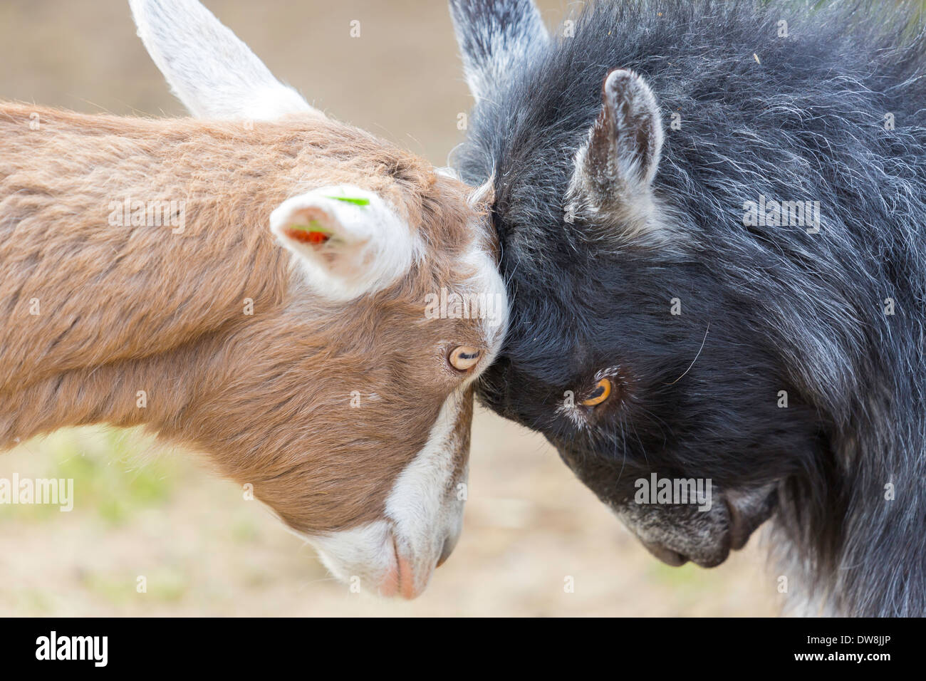 Goat Fighting High Resolution Stock Photography and Images - Alamy