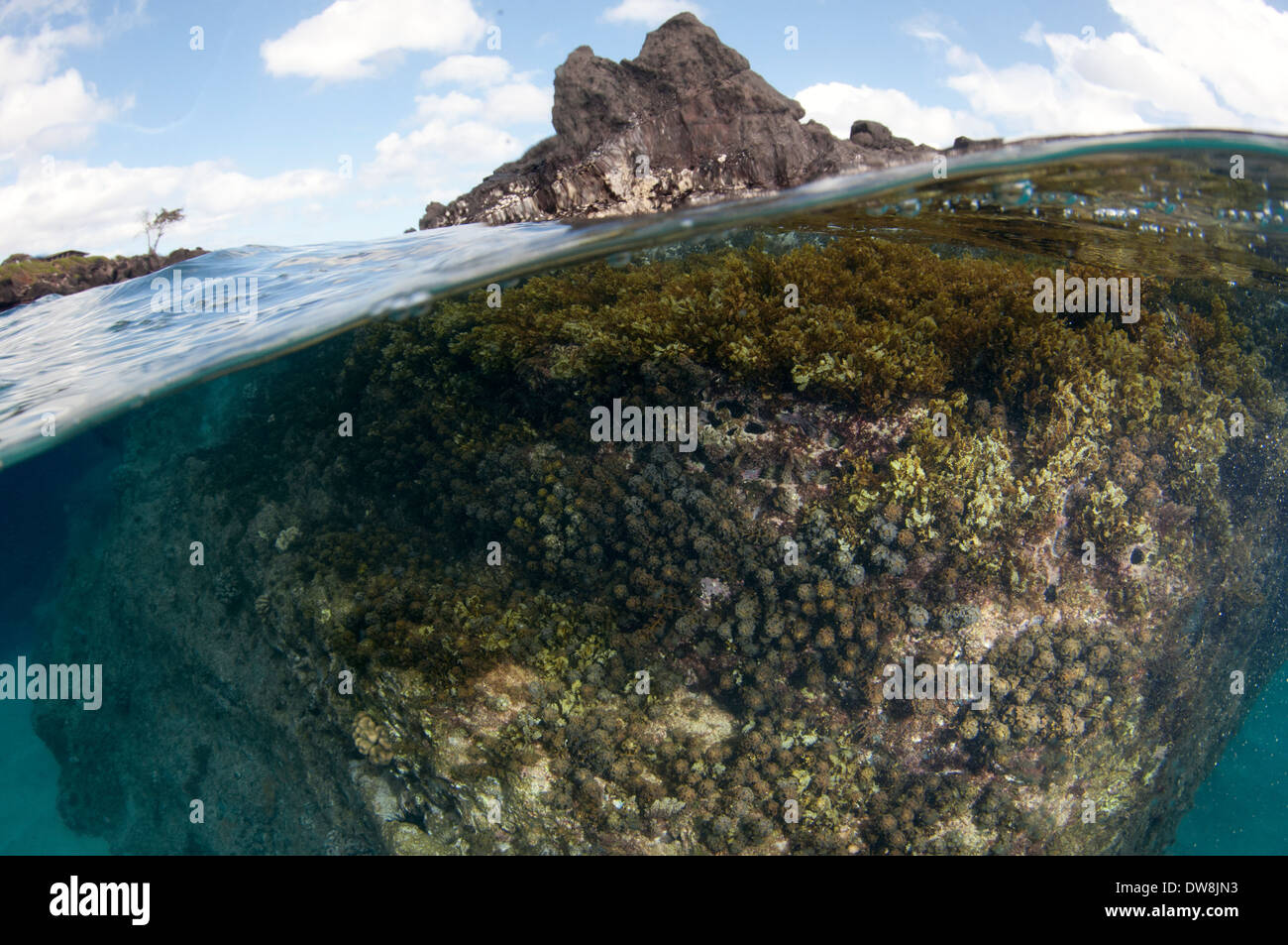 Rocky underwater landscape of Waimea Bay, North Shore of Oahu, Hawaii ...