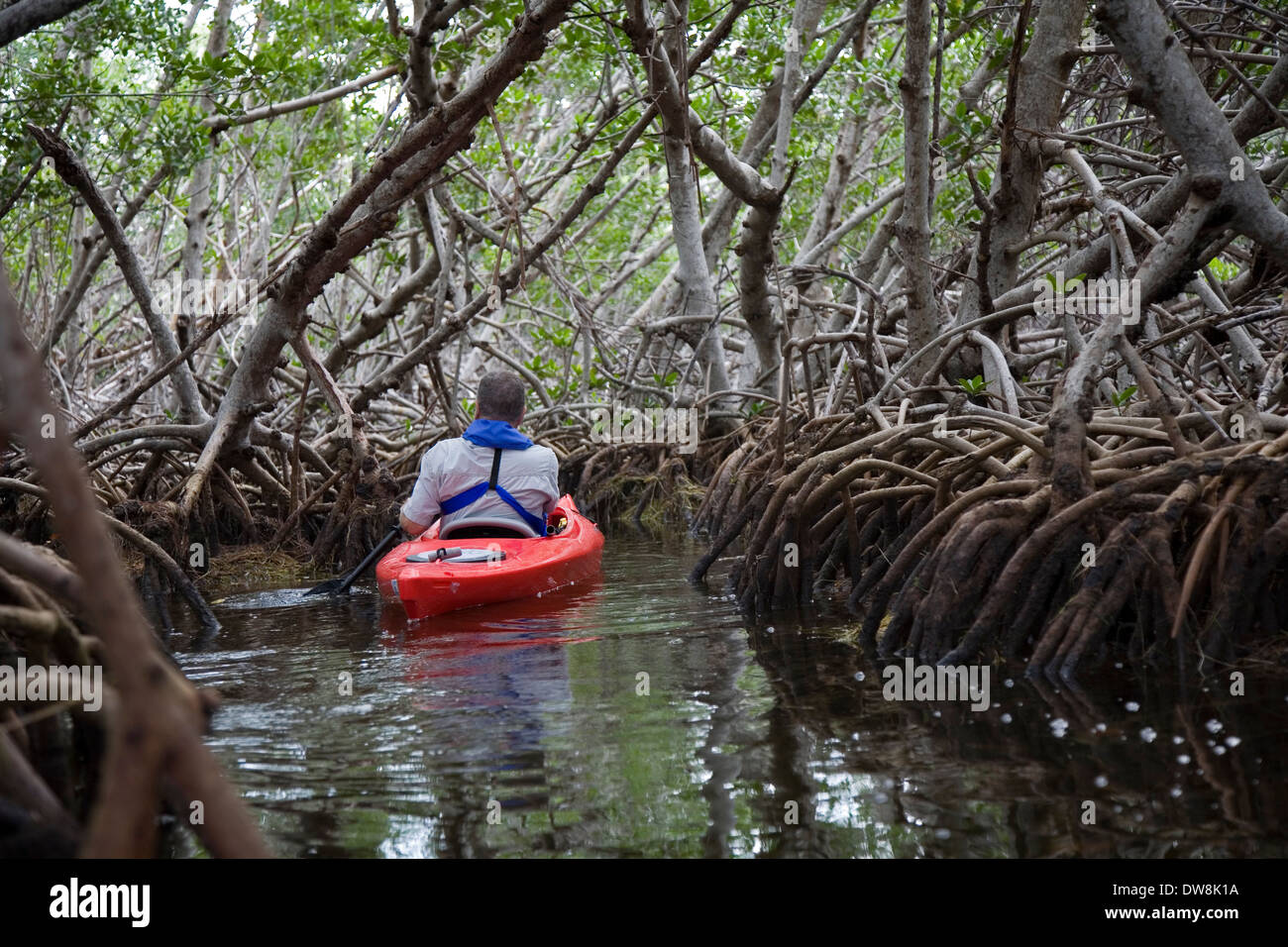 Laced with mangrove, the back-country bays of the lower Florida Keys ...