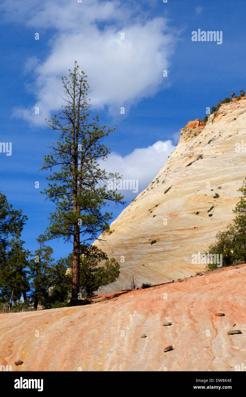 Ponderosa Pine and colorful sandstone plateau on the west side of ...