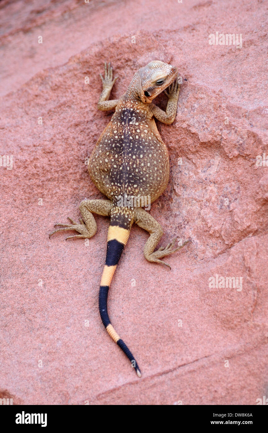 Common chuckwalla sauromalus ater hi-res stock photography and images ...