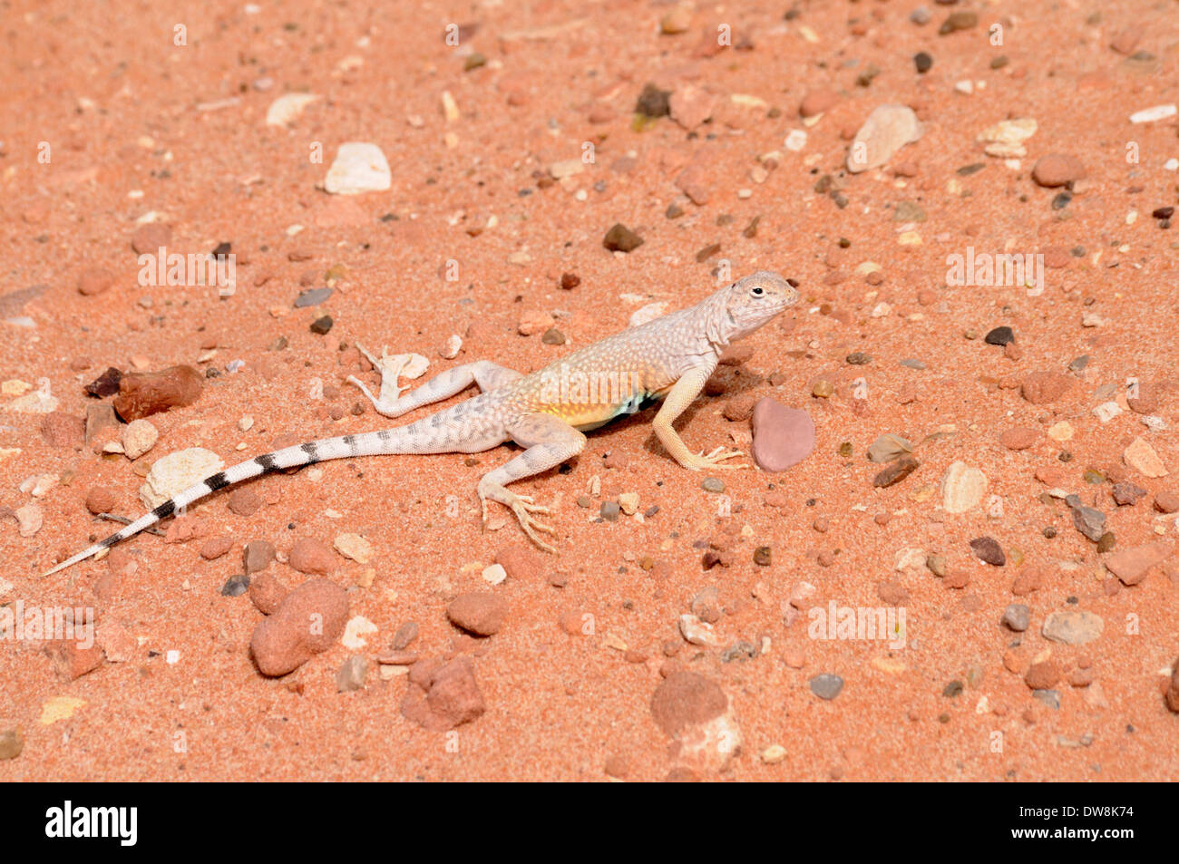 Full body lizard hi-res stock photography and images - Alamy