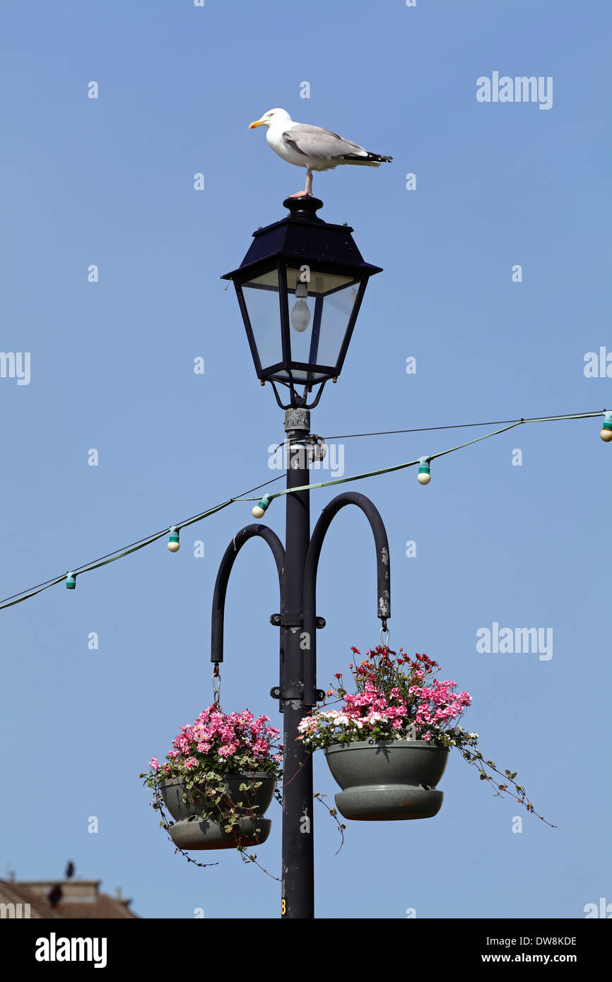 Top street light lamp hi-res stock photography and images - Alamy