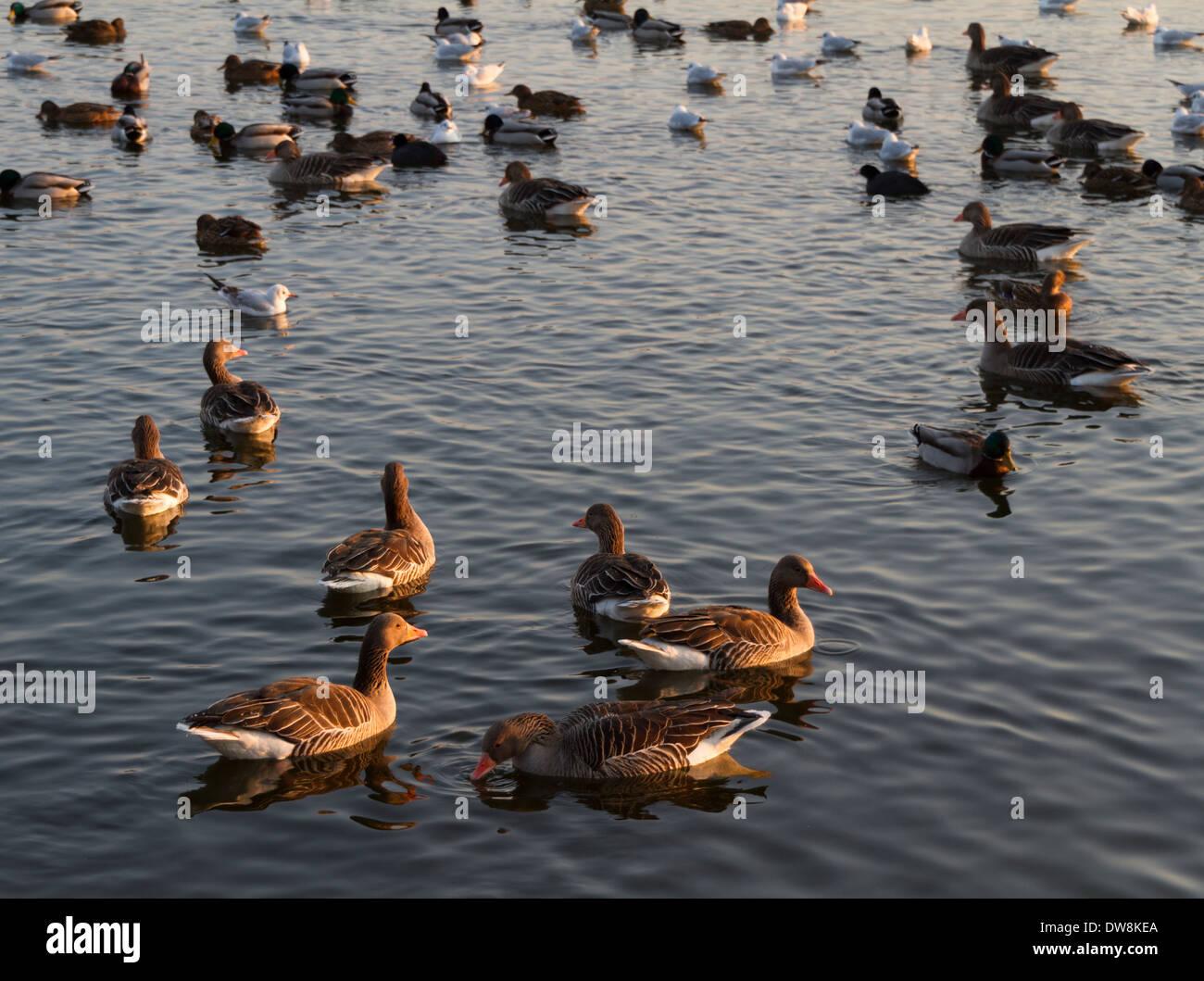Birds at lake in Copenhagen, Denmark. On a winter afternoon Stock Photo ...