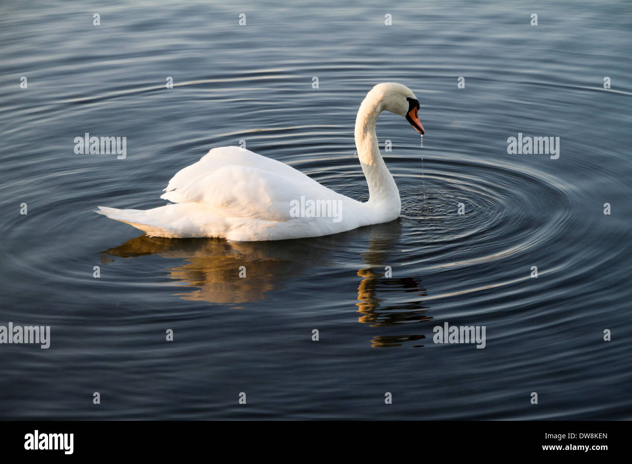 Copenhagen swan hi-res stock photography and images - Alamy