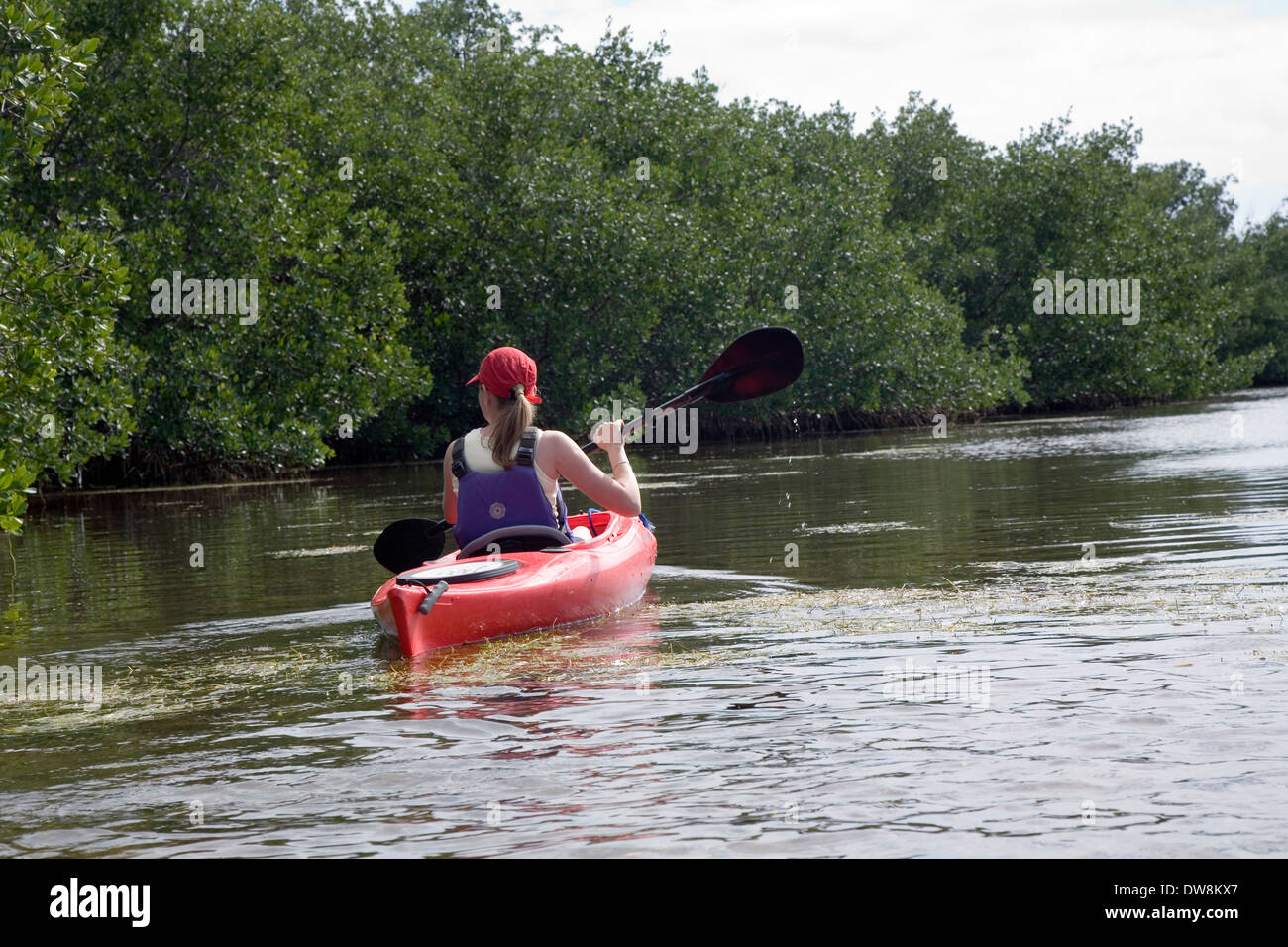Laced with mangrove, the back-country bays of the lower Florida Keys ...
