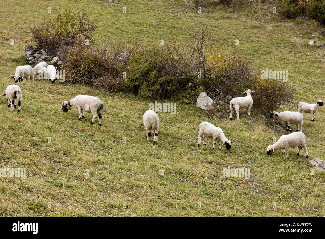 Domestic Sheep Walliser Schwarznasenschaf (Valais Blacknose) dual ...