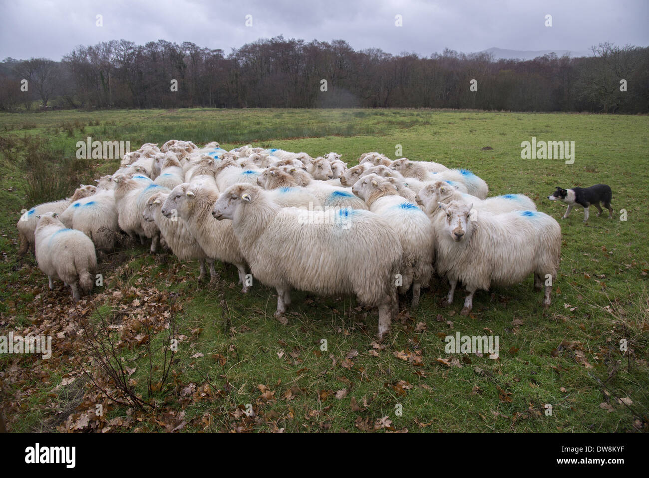 Welsh hills with sheep High Resolution Stock Photography and Images - Alamy