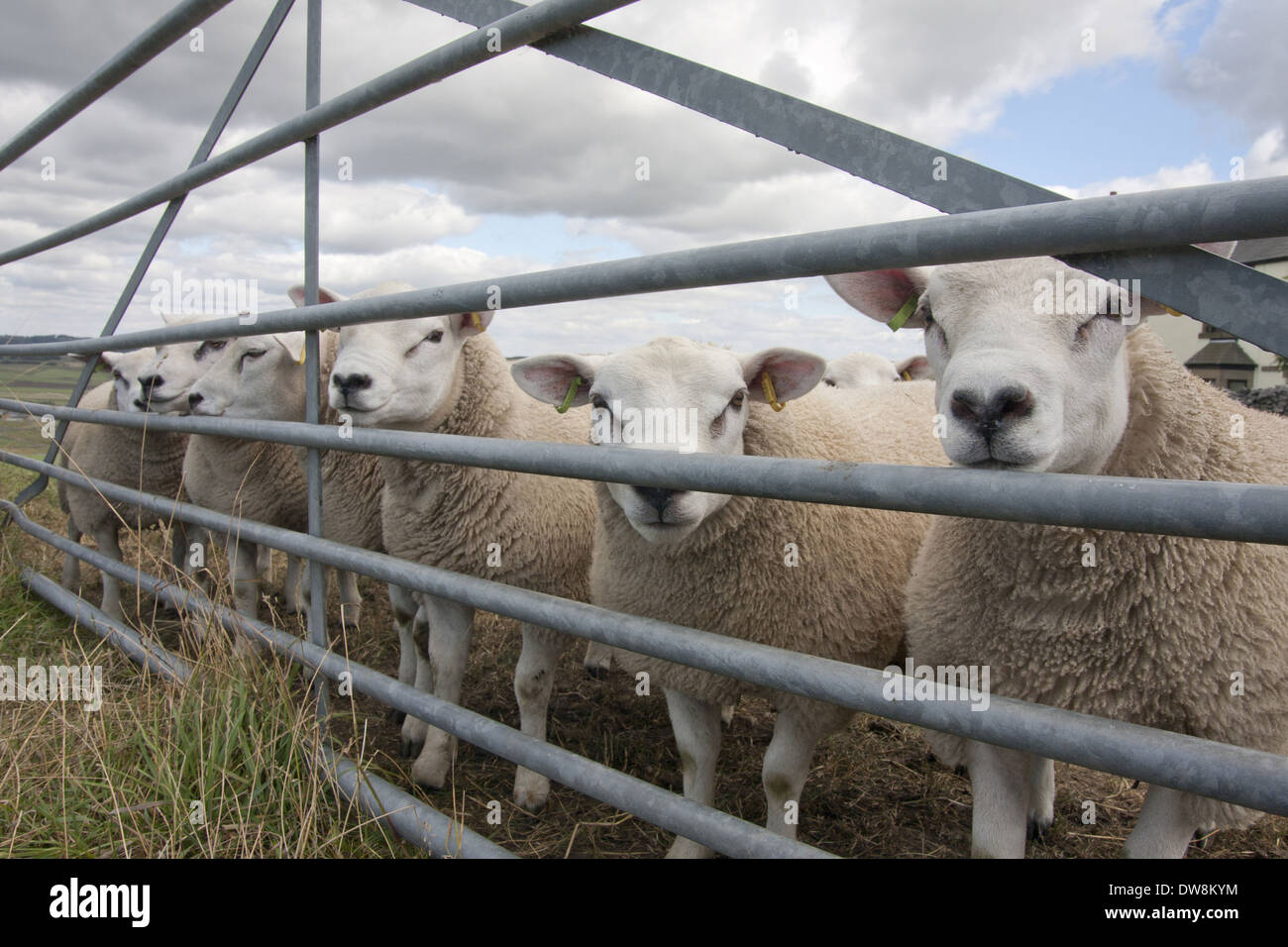 Domestic Sheep Texel rams flock standing at gate in pasture Cressbrook ...