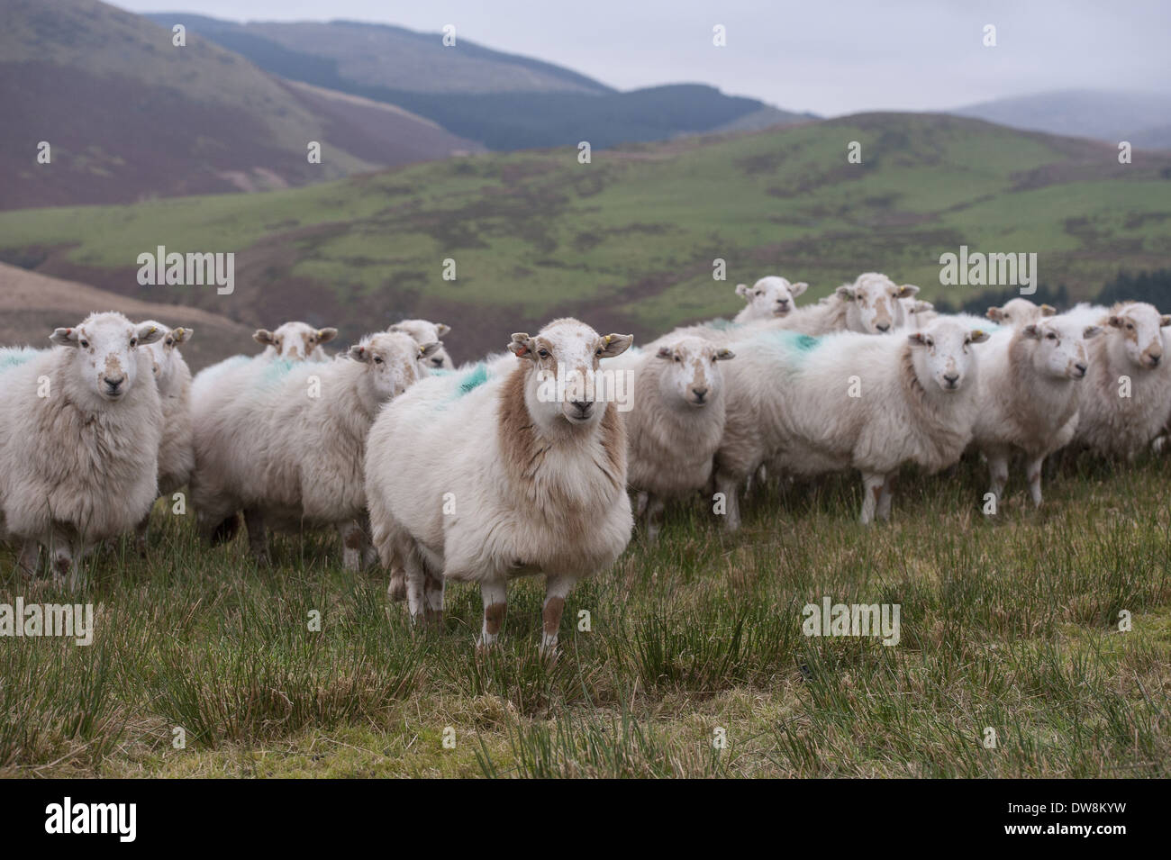 Domestic Sheep Welsh Mountain ewes flock standing on hill farm ...