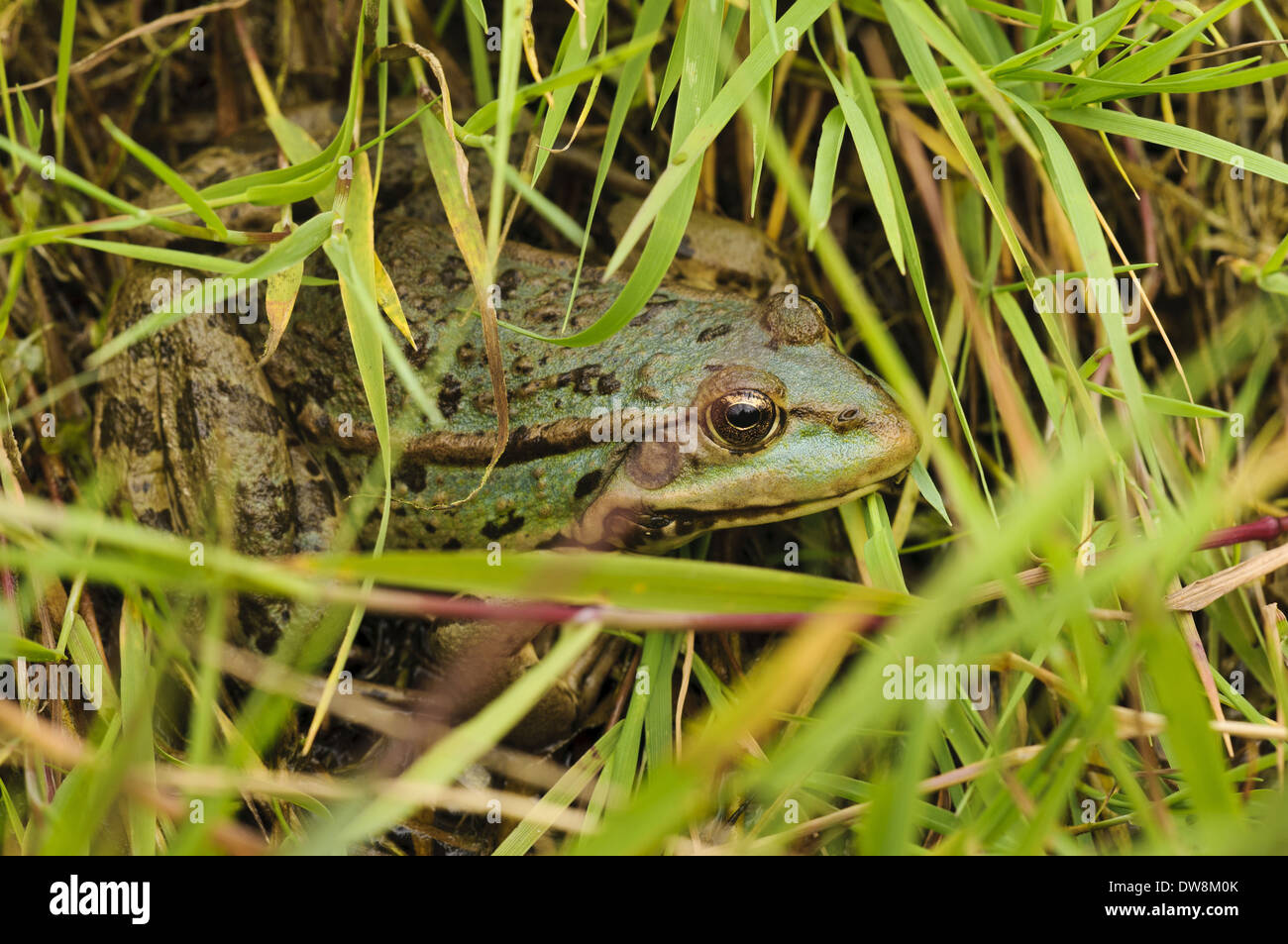 Marsh Frog (Pelophylax ridibundus) adult sitting amongst grass on bank ...