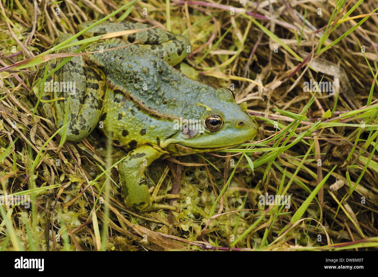 Thames estuary wildlife hi-res stock photography and images - Alamy