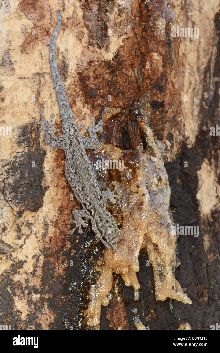 Flat-headed House Gecko (Hemidactylus platycephalus) adult feeding on ...