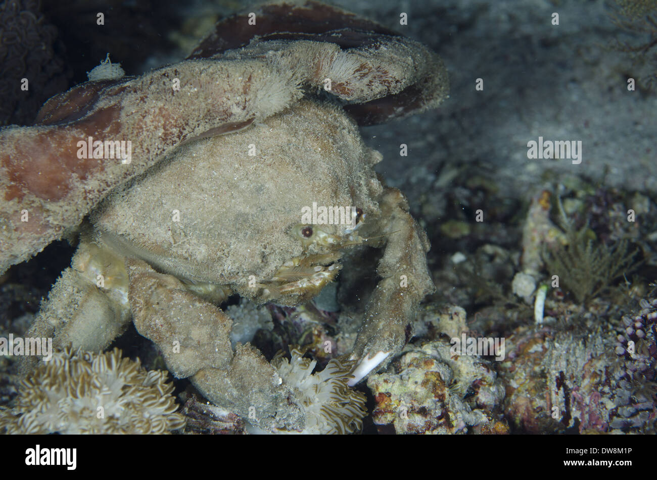 Sleepy Sponge Crab (Dromia dormia) adult with sponge on back for ...