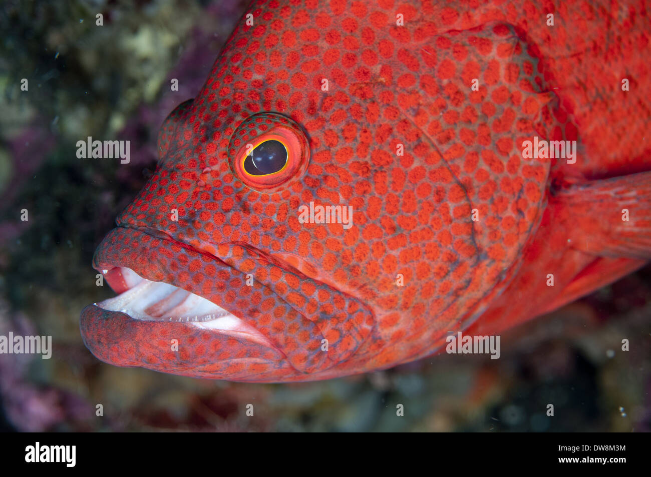 Cephalopholis sonnerati hi-res stock photography and images - Alamy