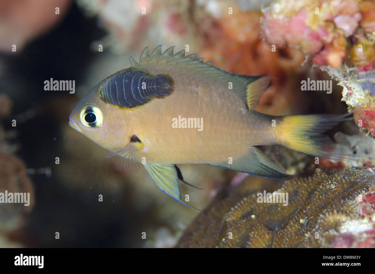 Parasite fishes hi-res stock photography and images - Alamy