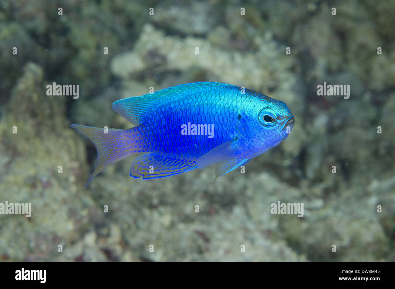 Springer's Damselfish (Chrysiptera springeri) adult swimming Alor ...