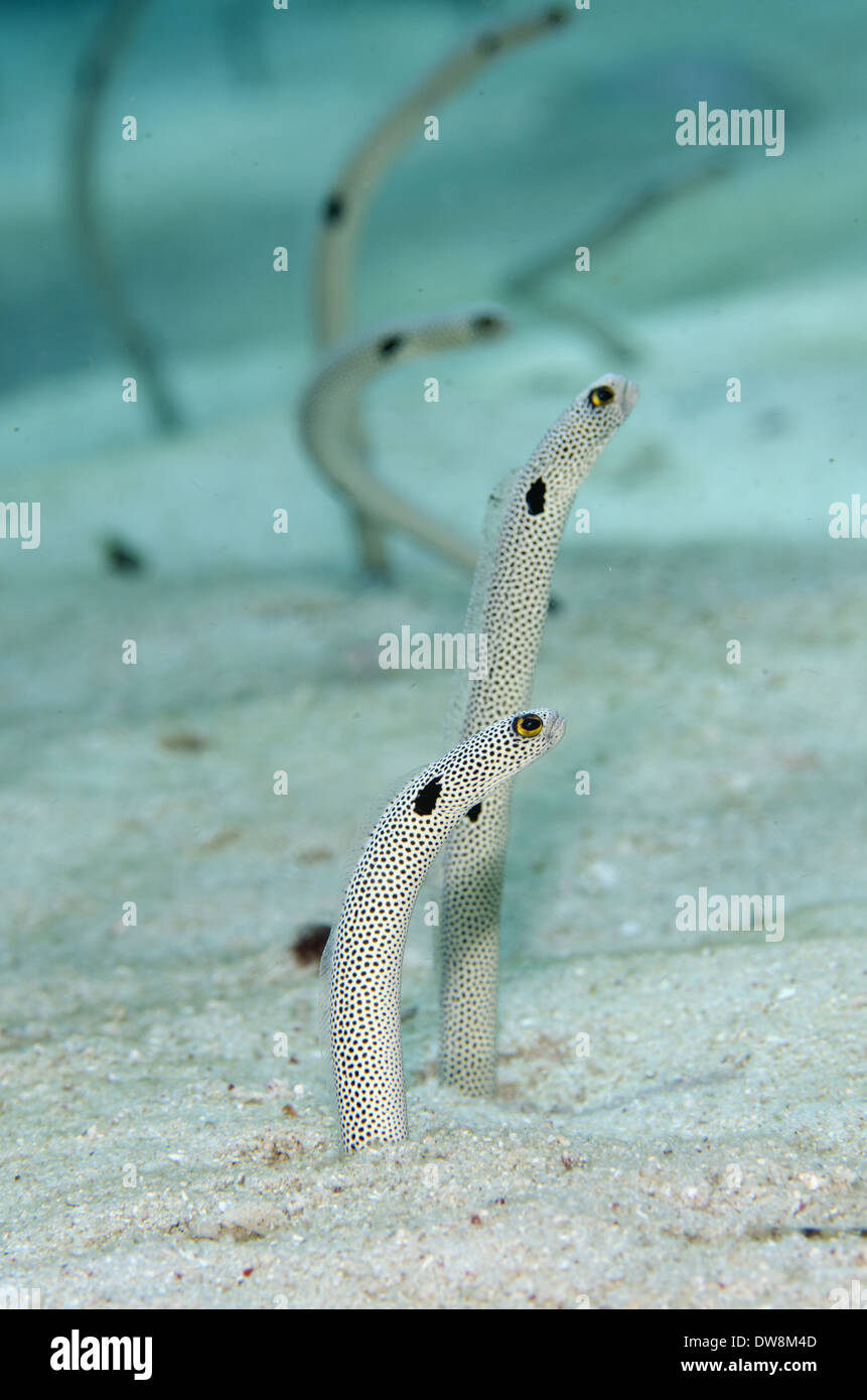 Spotted Garden Eel (Heteroconger hassi) adults emerging from burrows ...