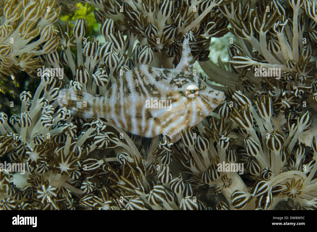 Radial Filefish (Acreichthys radiatus) adult camouflaged in xeniid soft ...