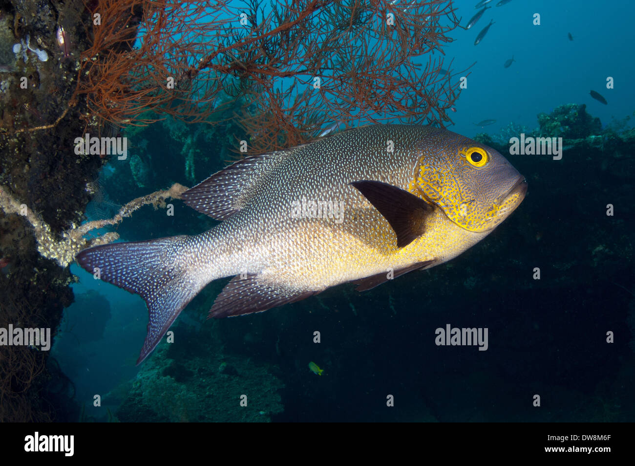 Midnight Snapper (Macolor macularis) adult swimming at shipwreck USAT ...