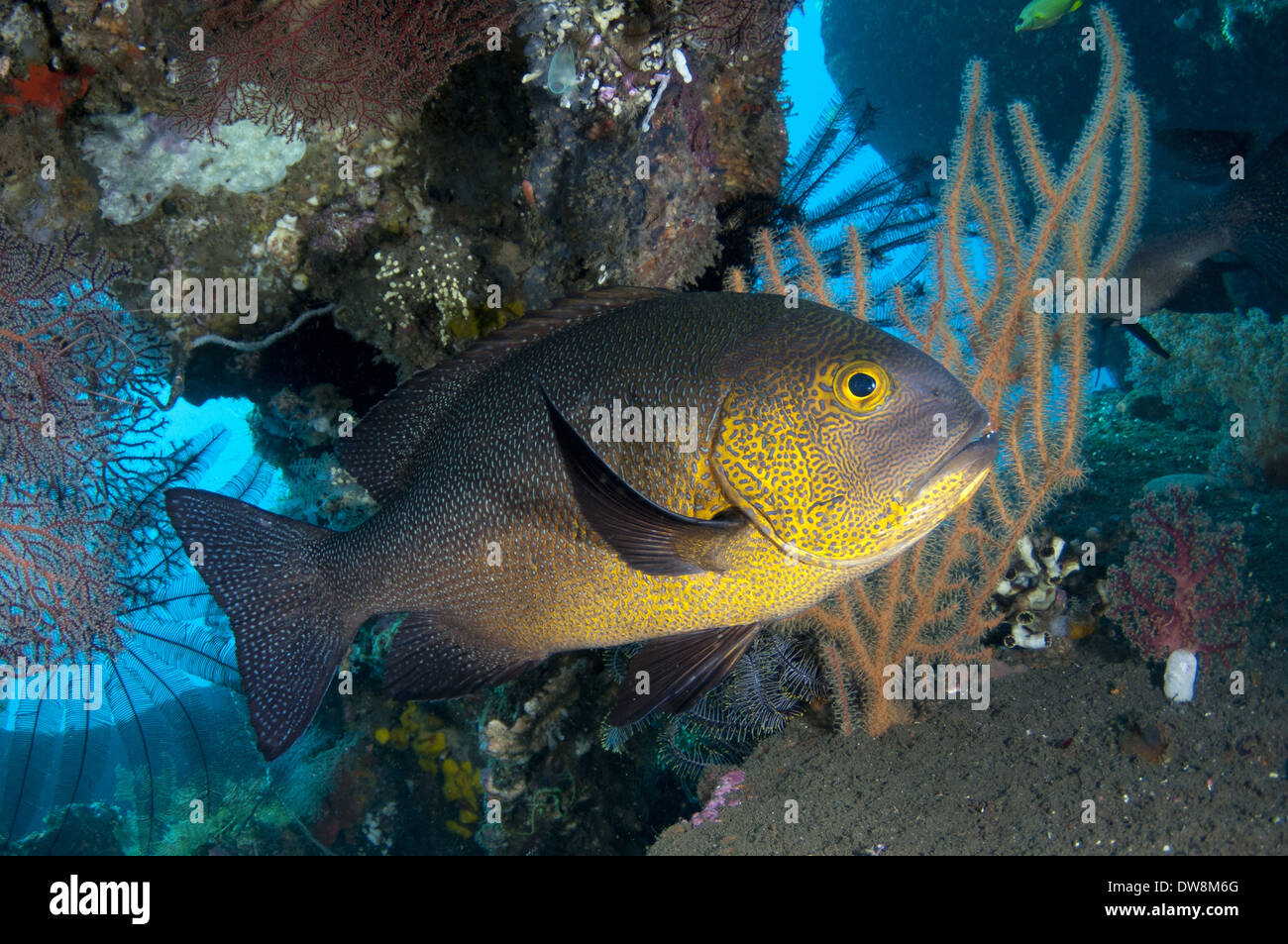 Midnight Snapper (Macolor macularis) adult swimming at shipwreck USAT ...