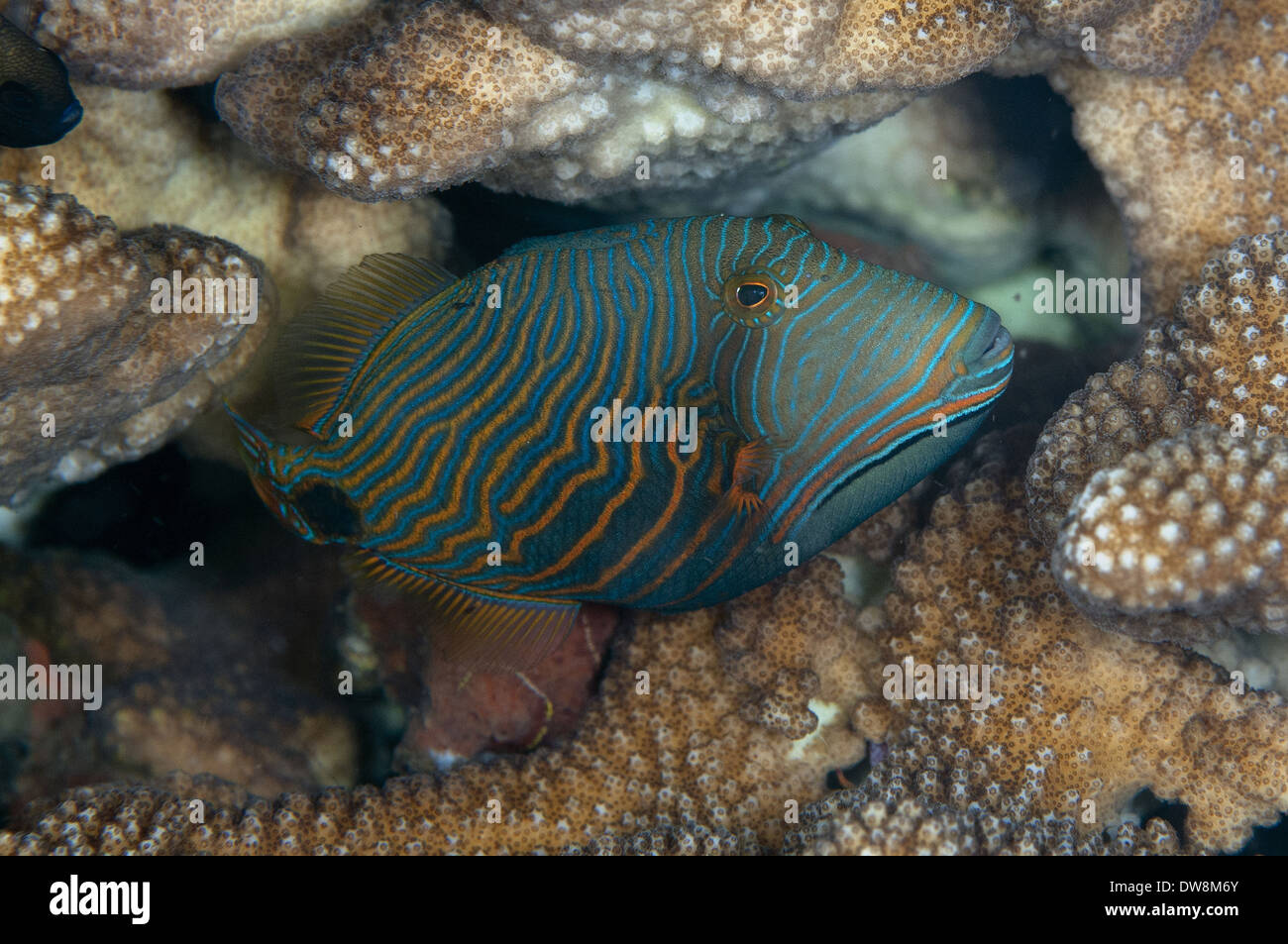 Orange-lined Triggerfish (Balistapus undulatus) adult swimming in reef ...