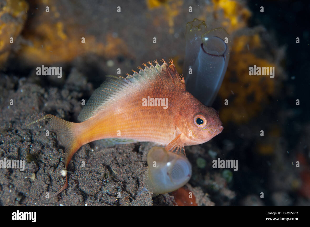 Lyretail hawkfish hi-res stock photography and images - Alamy