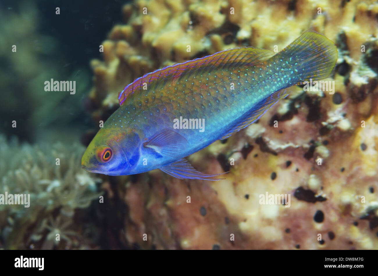 Solar Fairy-wrasse (Cirrhilabrus solorensis) adult swimming Alor Island ...
