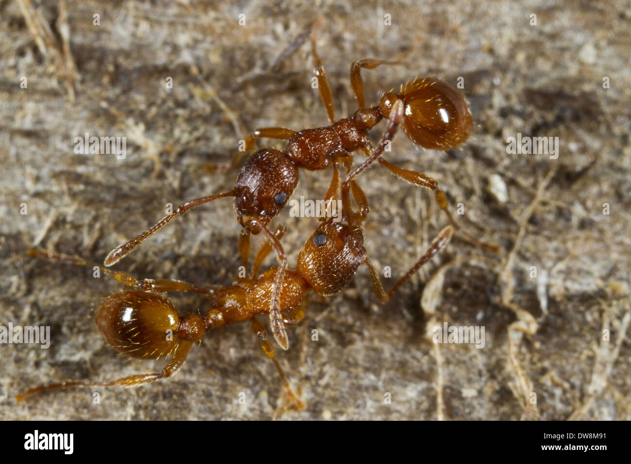 Red ants attack hi-res stock photography and images - Alamy