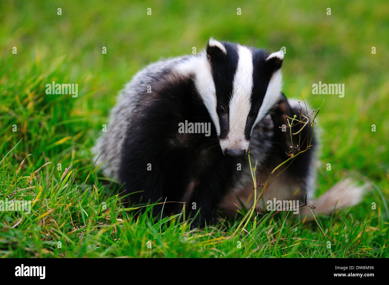 badger meles nocturnal mammal mustelid mustelids Mustelidae Carnivora ...