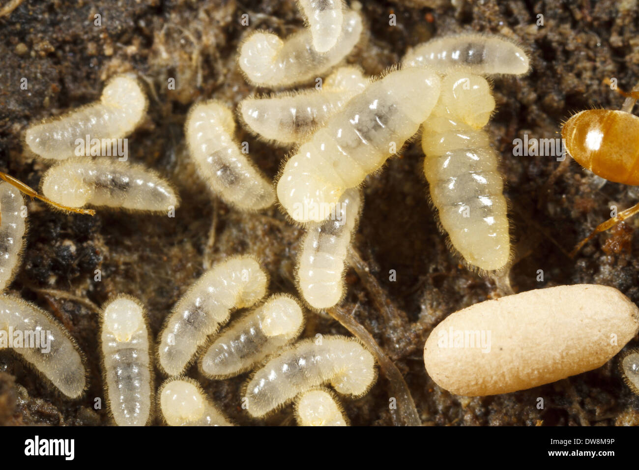 Yellow Meadow Ant (Lasius flavus) larvae and cocooned pupae in nest ...
