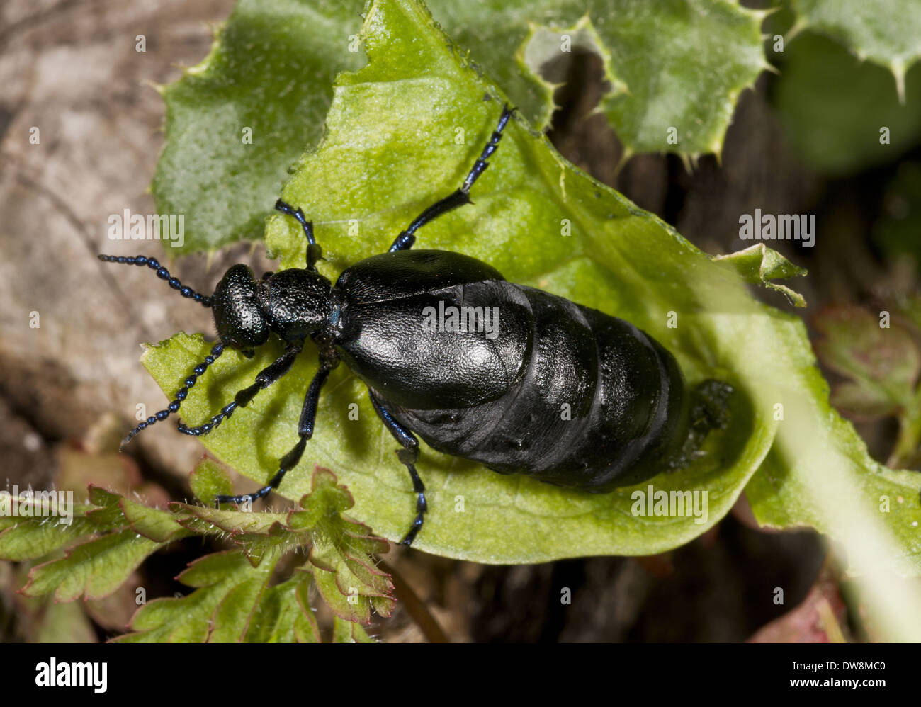 Oil beetles uk hi-res stock photography and images - Alamy