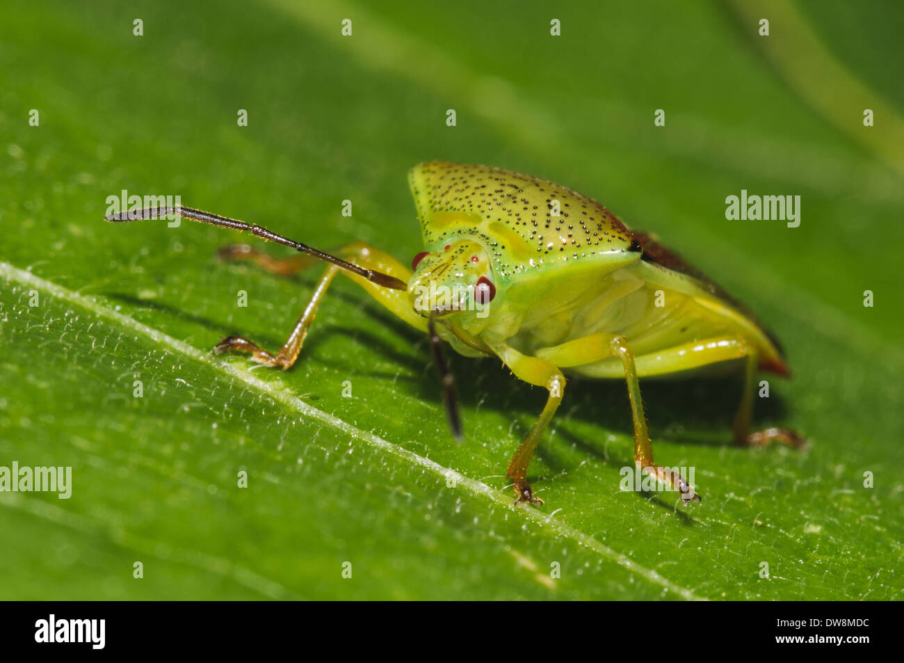Birch Shieldbug (Elasmostethus interstinctus) adult walking across leaf ...