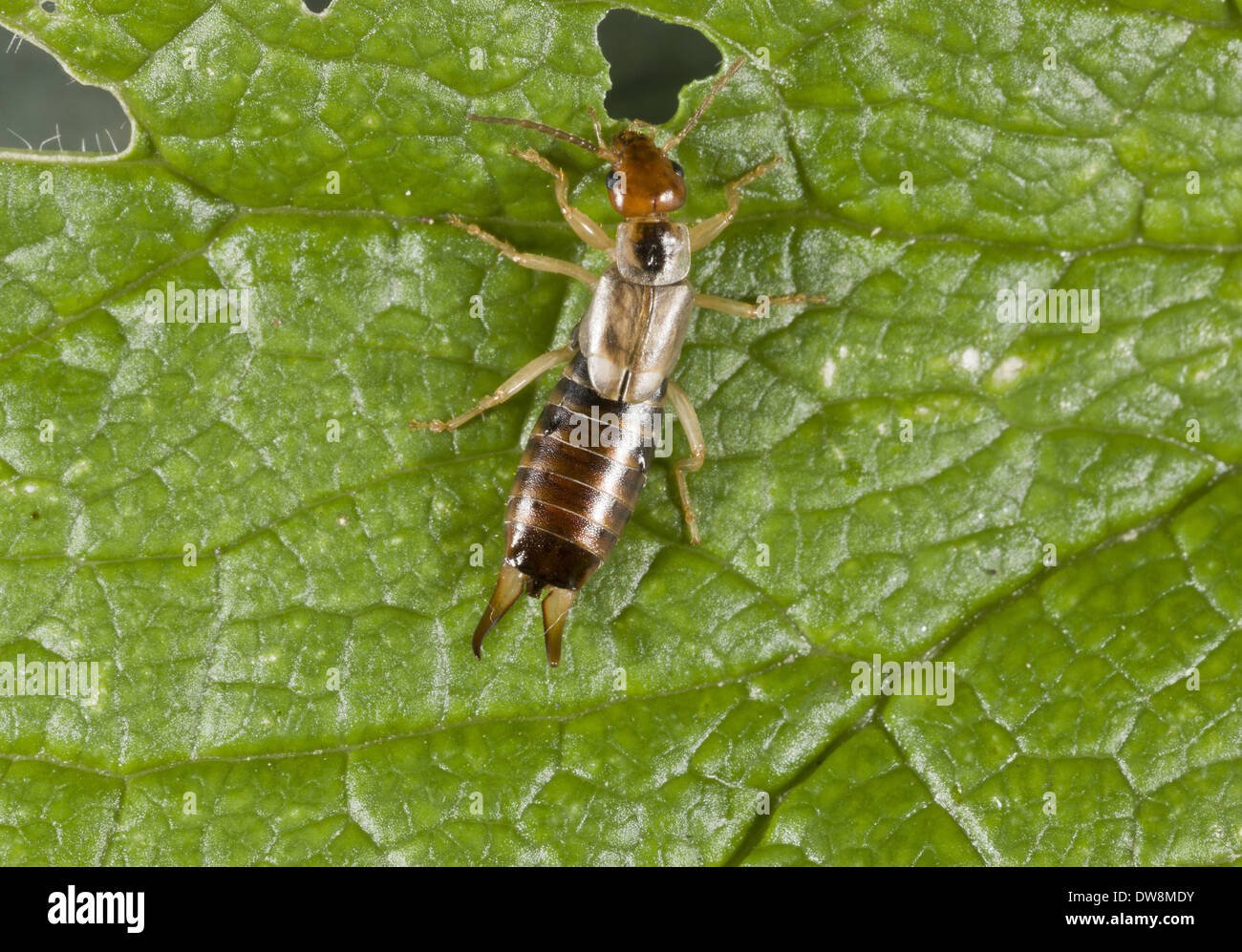 Common Earwig (Forficula auricularia) adult female feeding on leaf ...