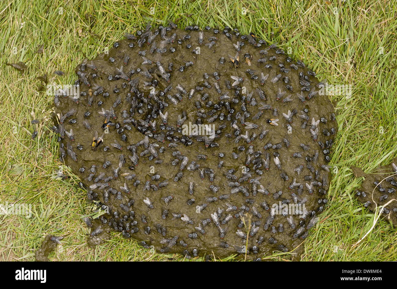 Flesh Fly (Sarcophaga sp.) and Noon Fly (Mesembrina sp.) adults mass ...