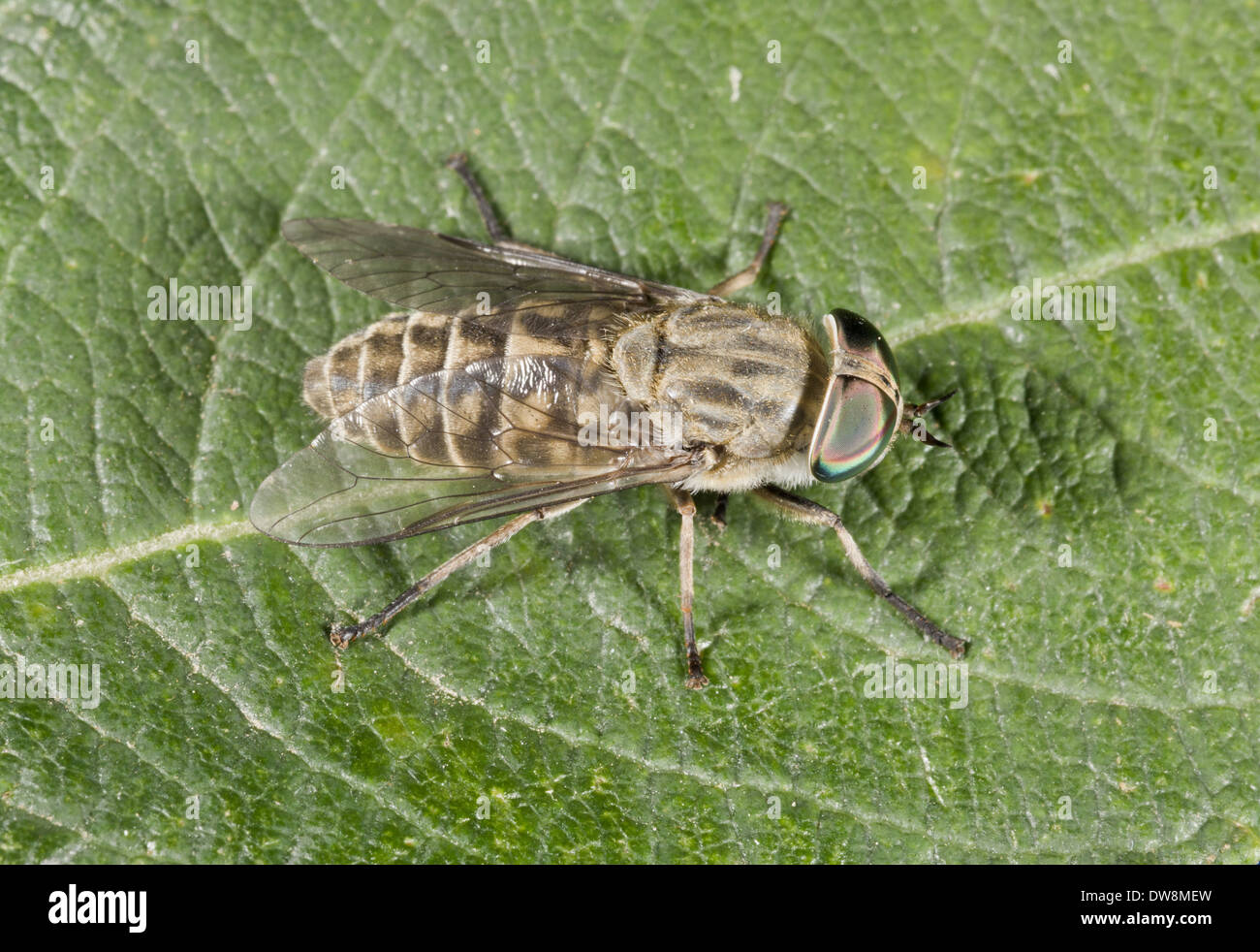 Band-eyed Brown Horsefly (Tabanus bromius) adult female resting on leaf ...
