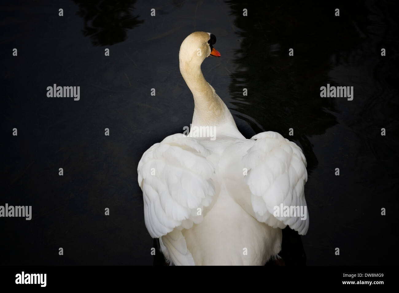Swans beaks hi-res stock photography and images - Alamy