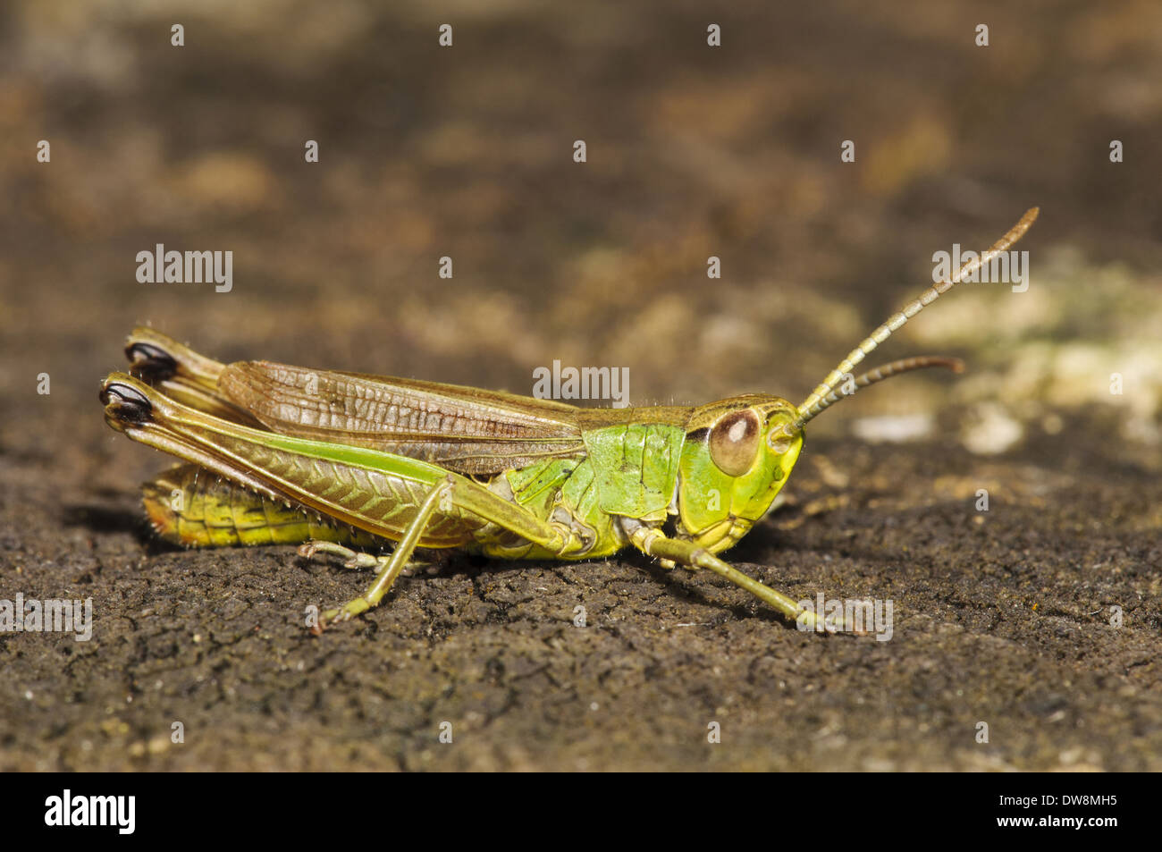 Lesser Marsh Grasshopper (Chorthippus albomarginatus) adult resting on ...