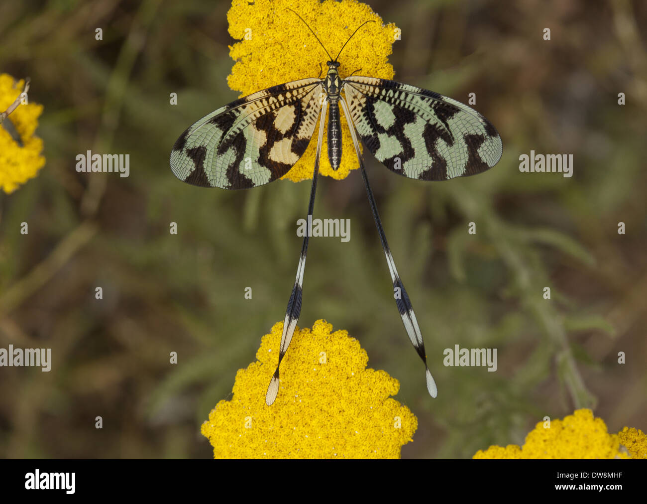 Spoonwing Lacewing (Nemoptera sinuata) adult feeding on achillea ...